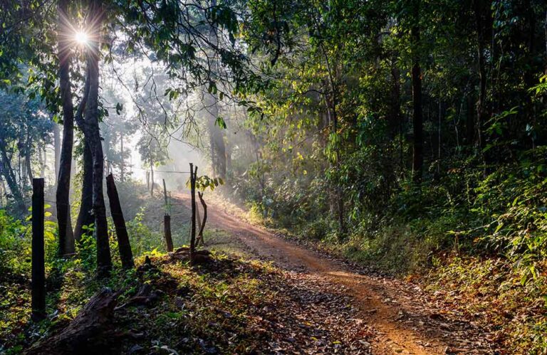 One-Day Nature Tours Tips - Best Travel Agency in Siliguri | Akk ...